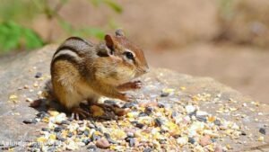 Explore 16 Common Animals That Eat Seeds (With Pictures)