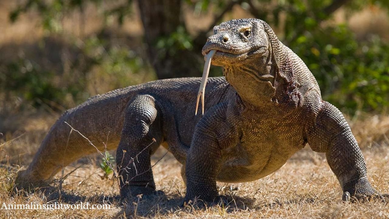 Top 21 Animals With Sharp Claws (Pictures Included)