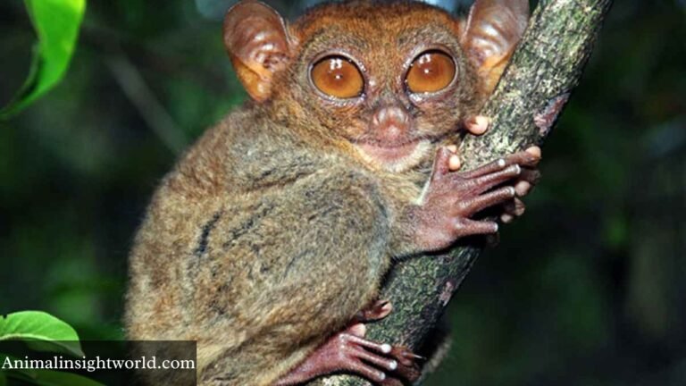 Top 17 Weakest Animals in the World (With Images)