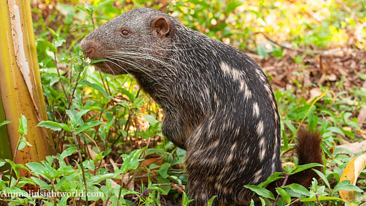 Top 17 Animals Like Capybara (With Pictures)