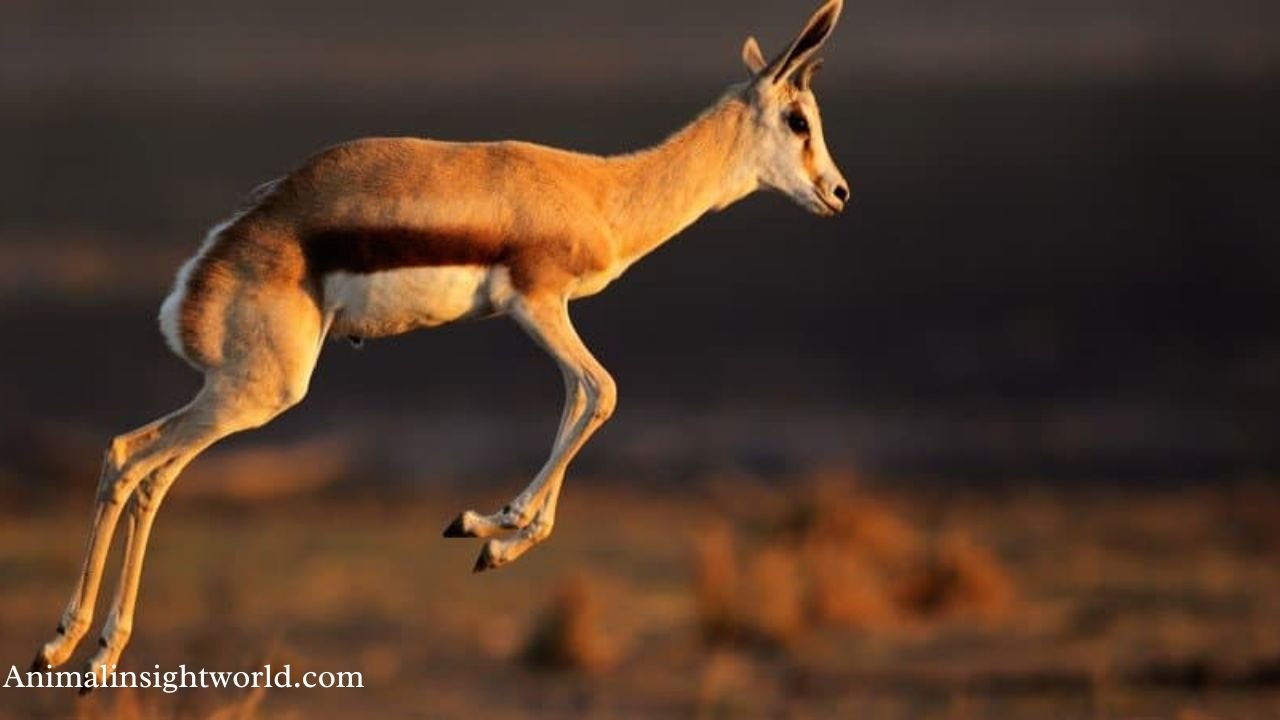 Explore Top 17 Animals That Hop (With Images)